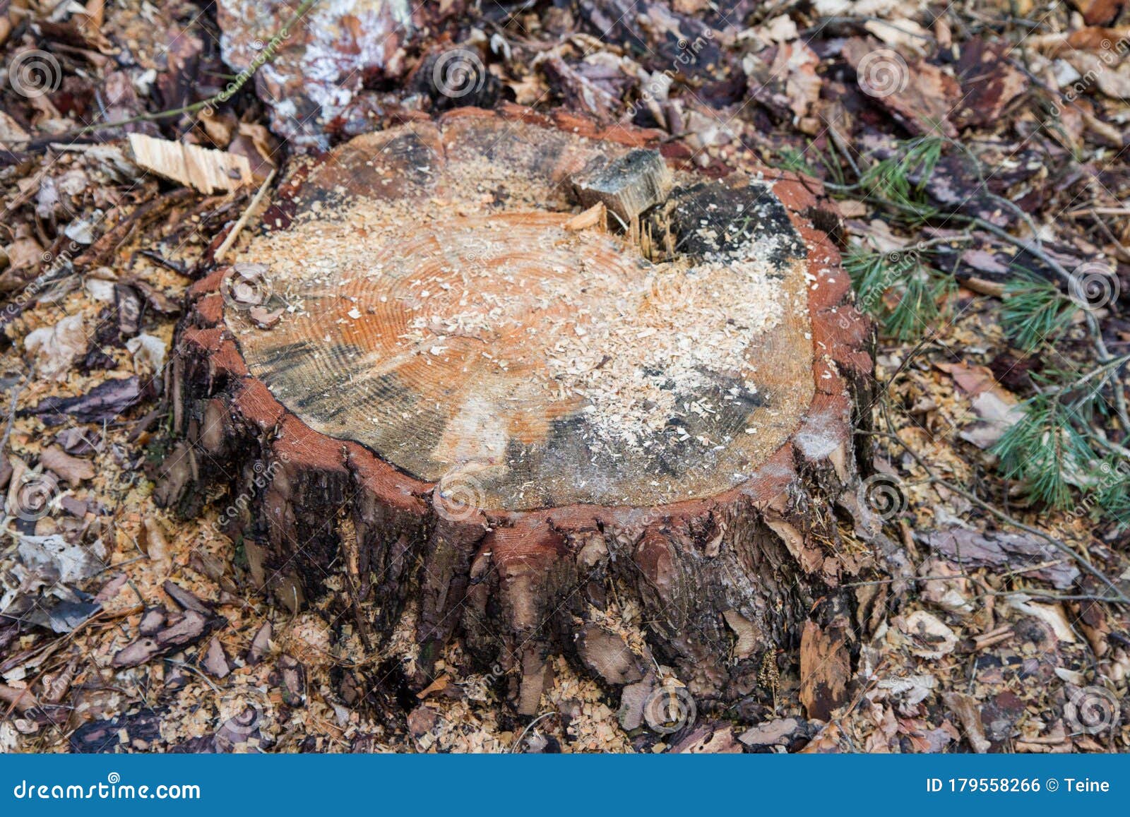 Remaining Part of a Cut Down Tree Stock Photo - Image of lumberjack ...
