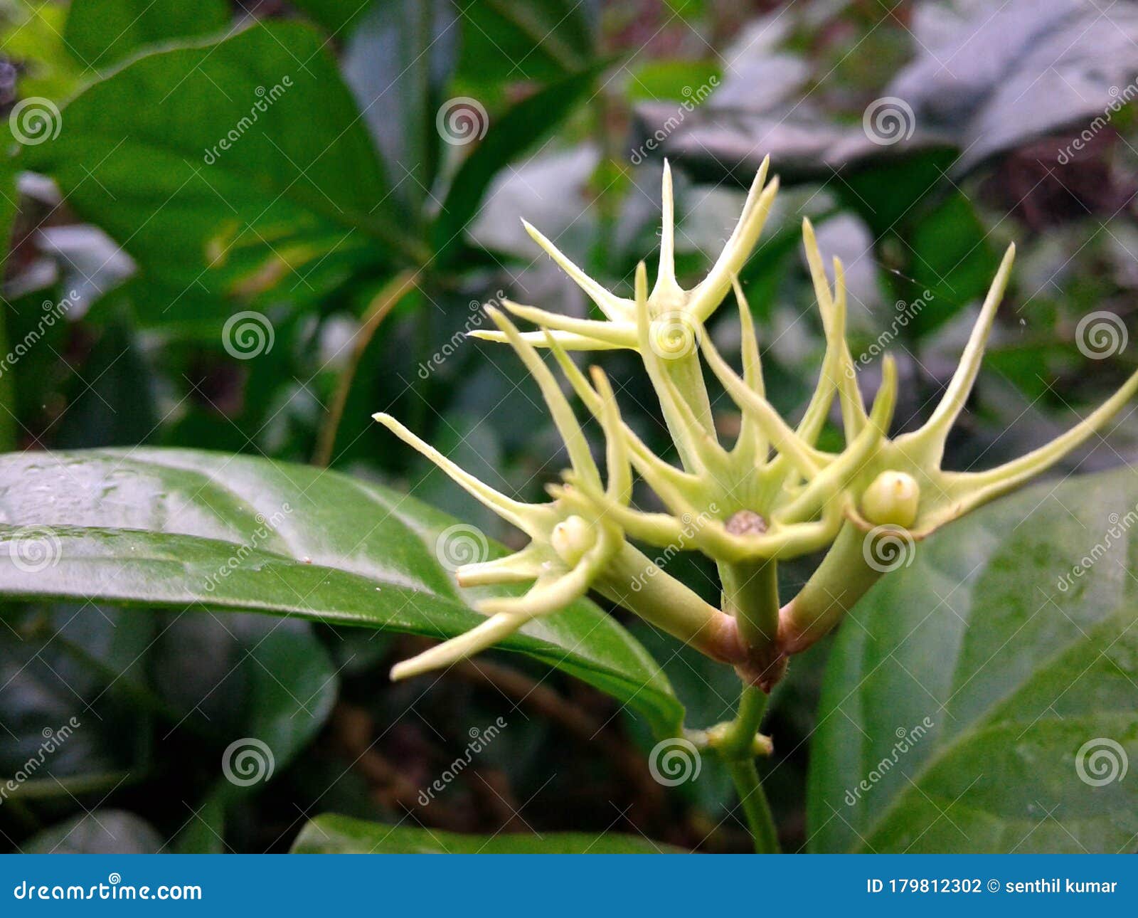 Remaining parts of buds stock photo. Image of food, nature - 179812302