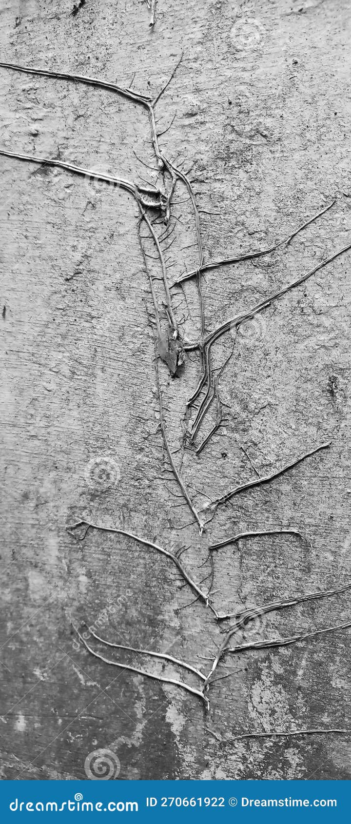 Remaining Plant Roots on Dirty Walls Stock Photo - Image of tree, line ...