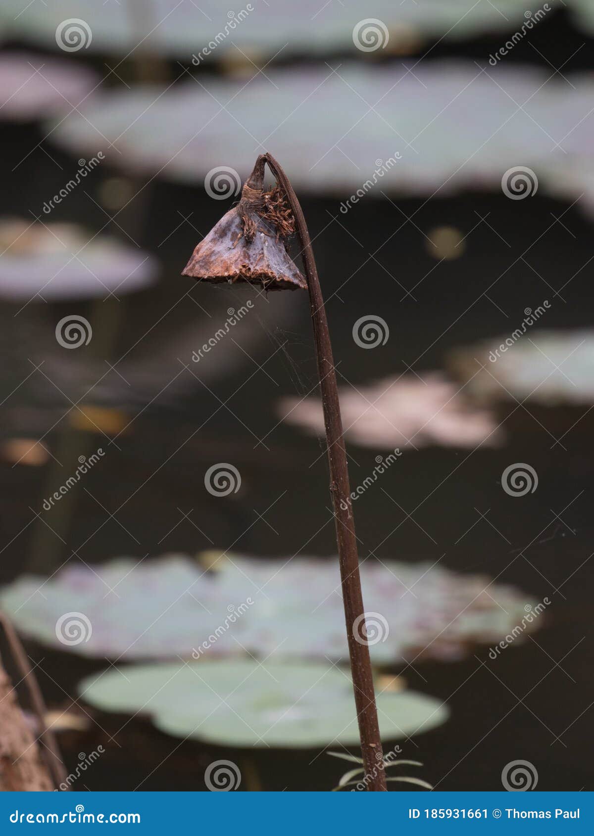 The Remaining of Rotten Lotus Flower in Pond Stock Image - Image of ...