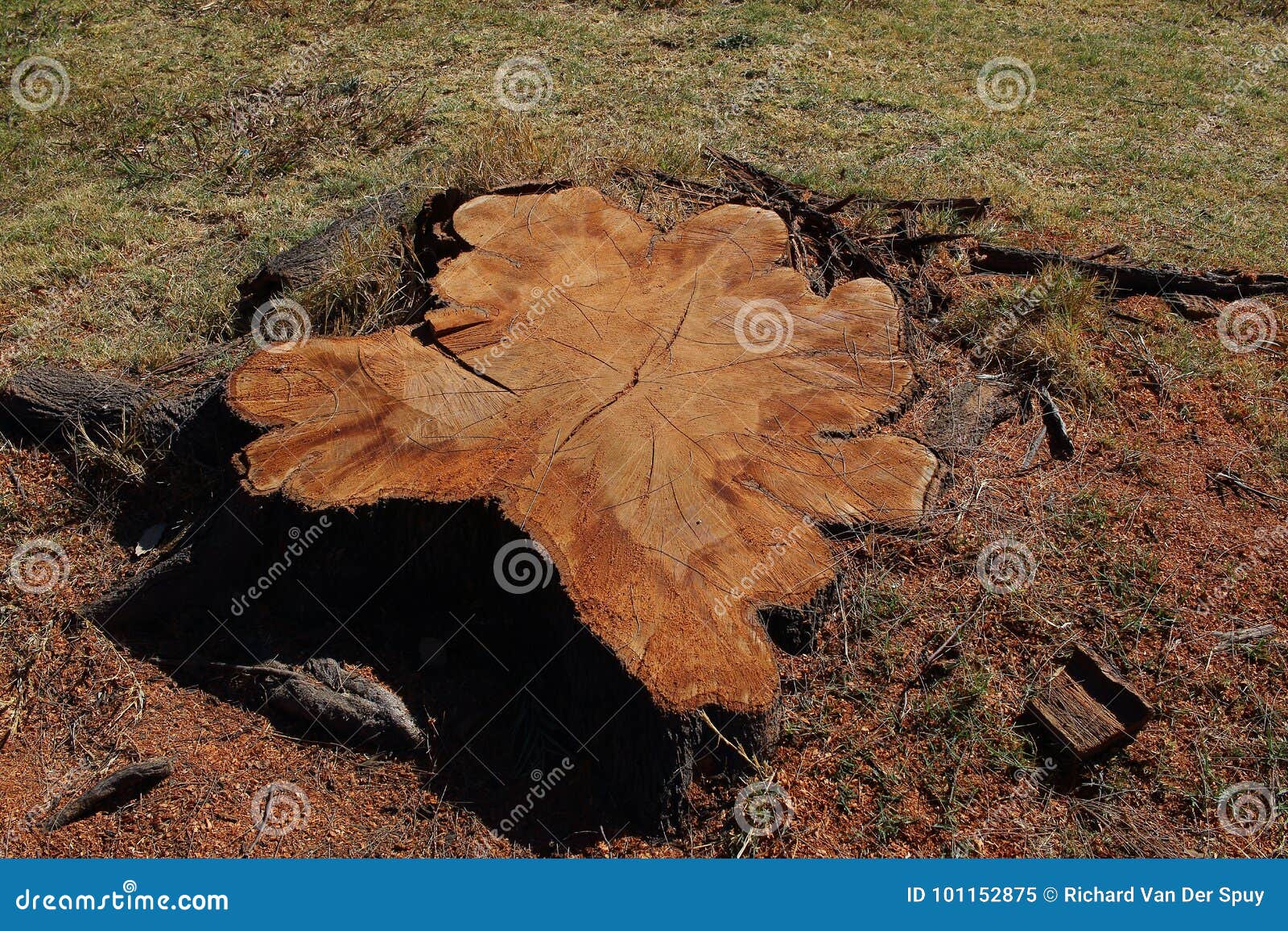The Remaining Stump of a Large Tree that Has Been Cut Down Stock Image ...
