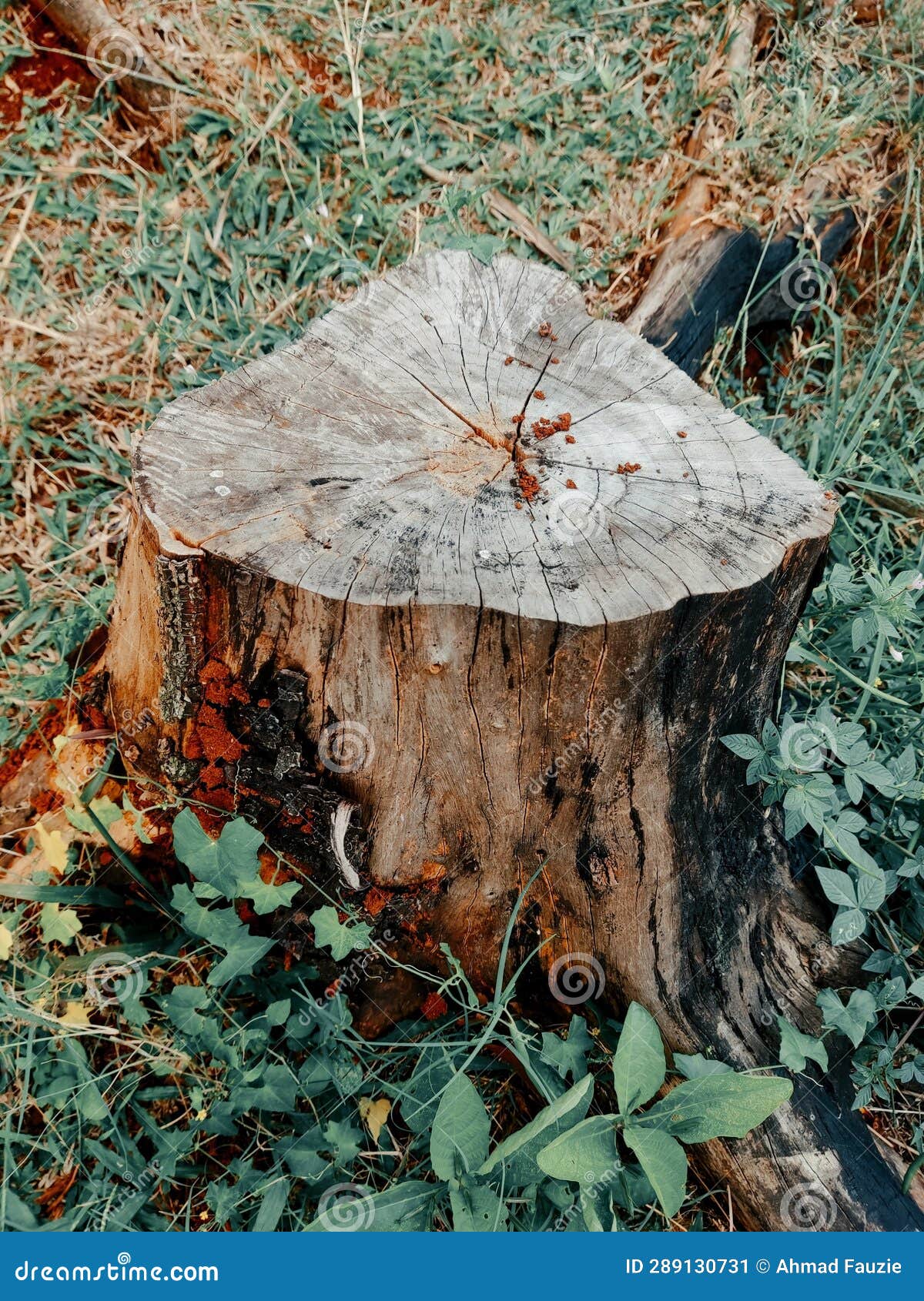 Remaining Tree Trunks after Felling Stock Image - Image of soil ...