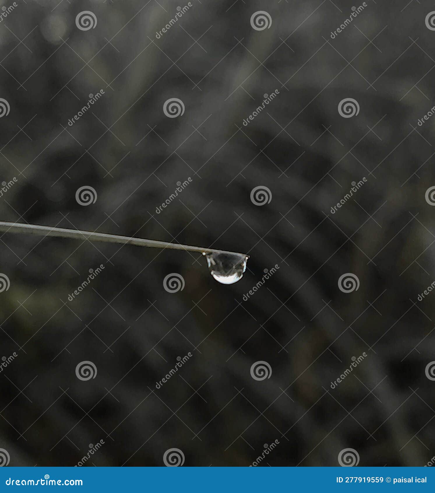 The Remaining Water in the Dripping Plants Stock Image - Image of water ...