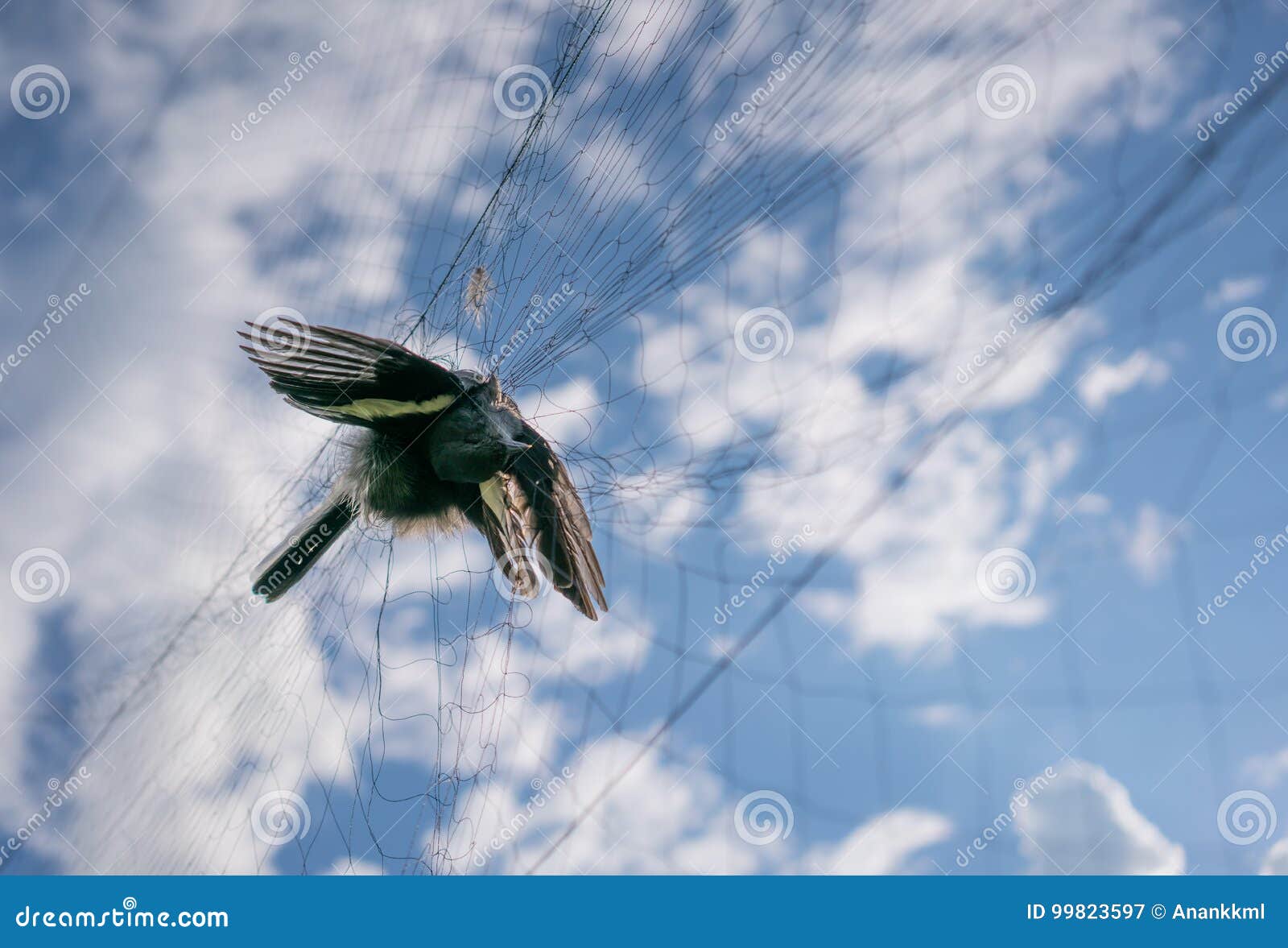Birds caught in the net stock image. Image of outdoor - 99823597
