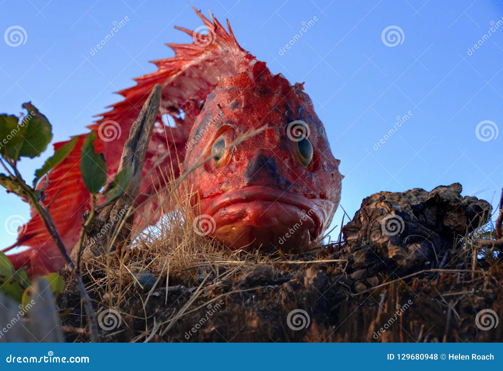 Rock Cod on a Stump stock photo. Image of fish, looking - 129680948