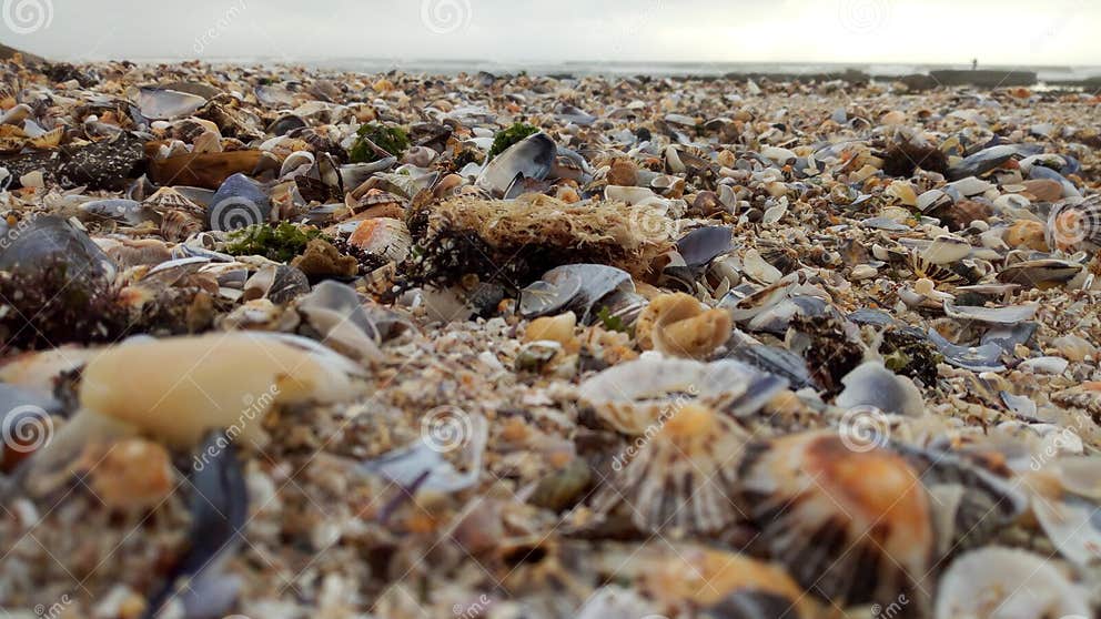 The Remains of Broken Shells in Bright Colors on the Beach Stock Photo ...