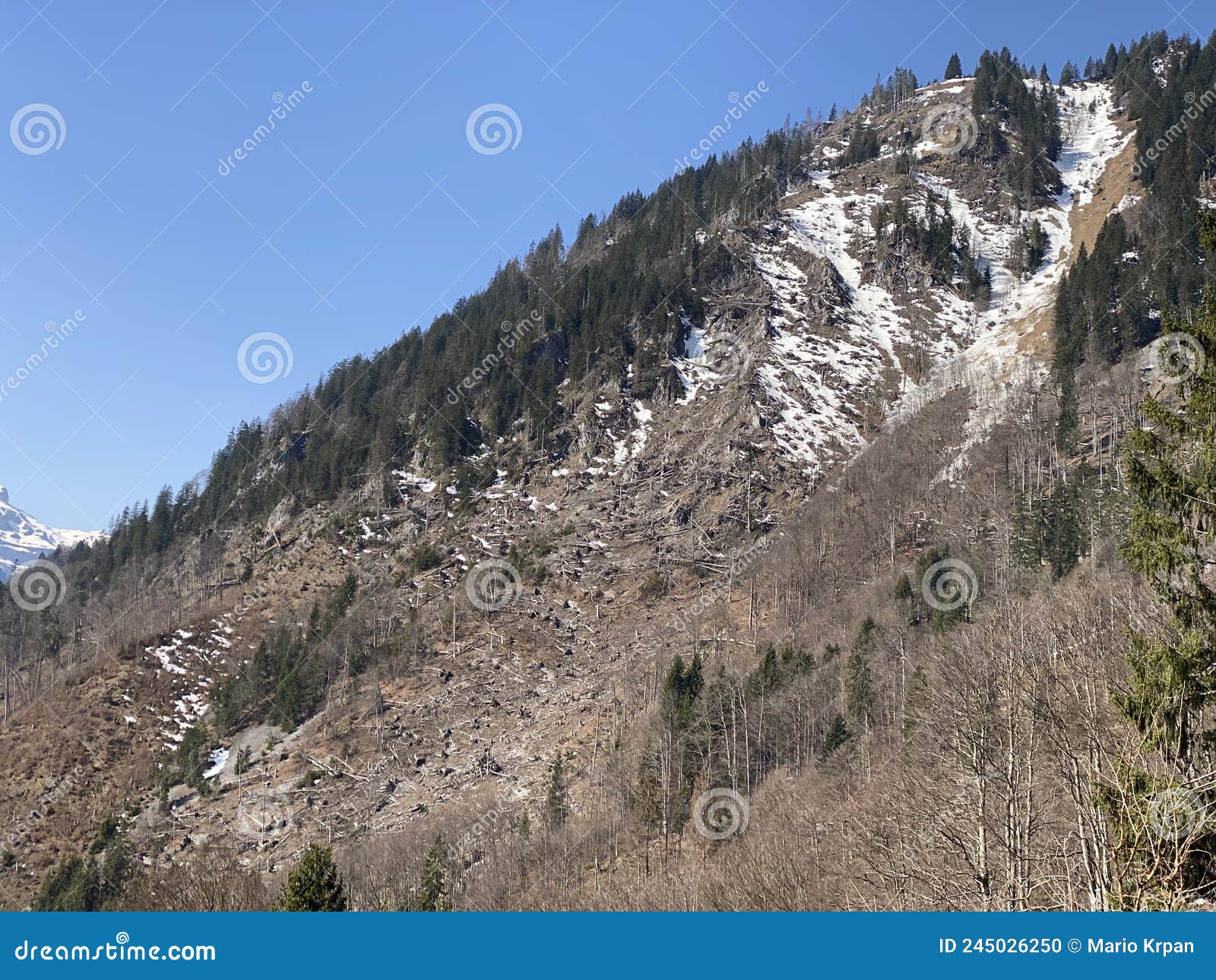 Remains of Broken Trees and Destroyed Forests after a Devastating ...