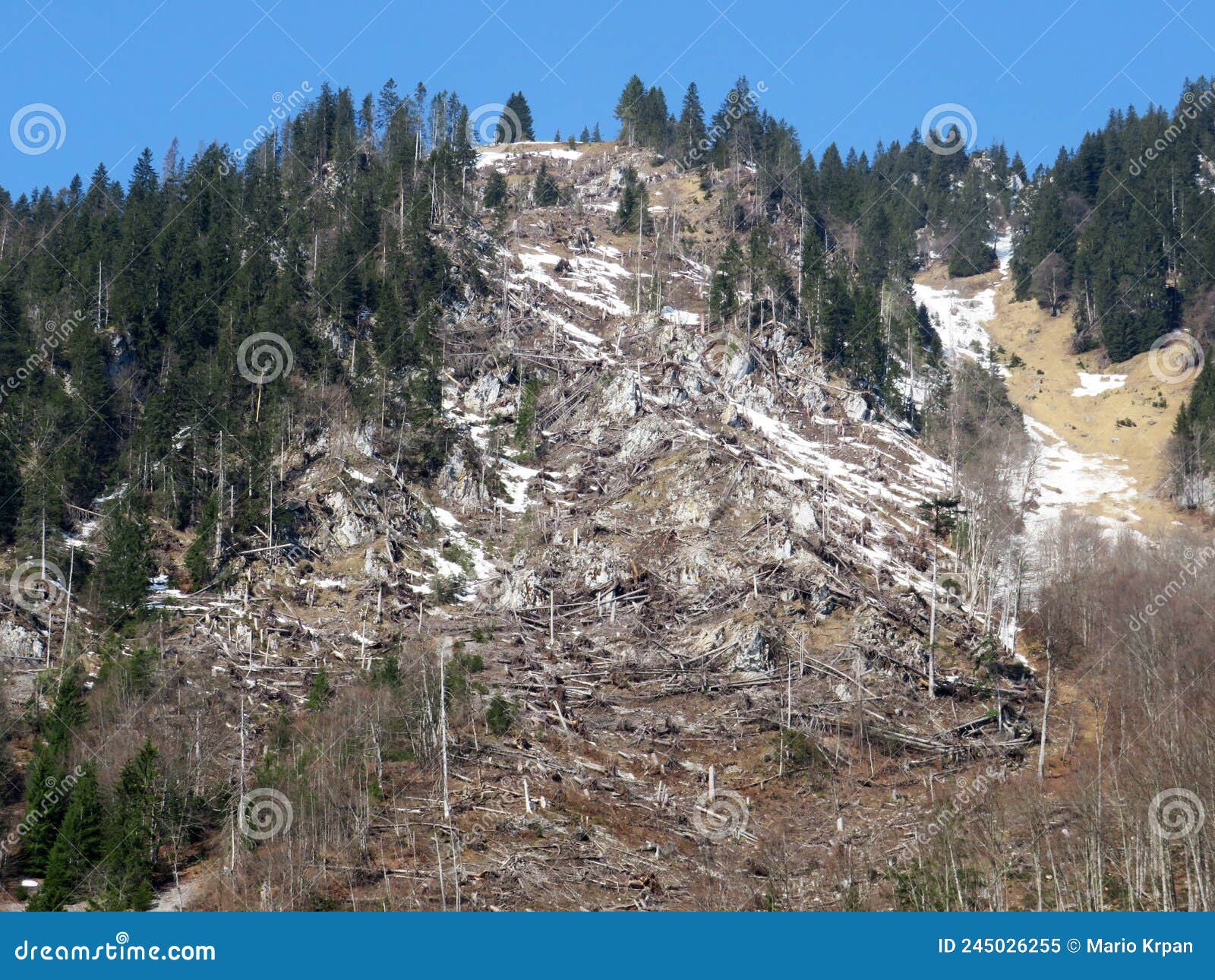 Remains of Broken Trees and Destroyed Forests after a Devastating ...