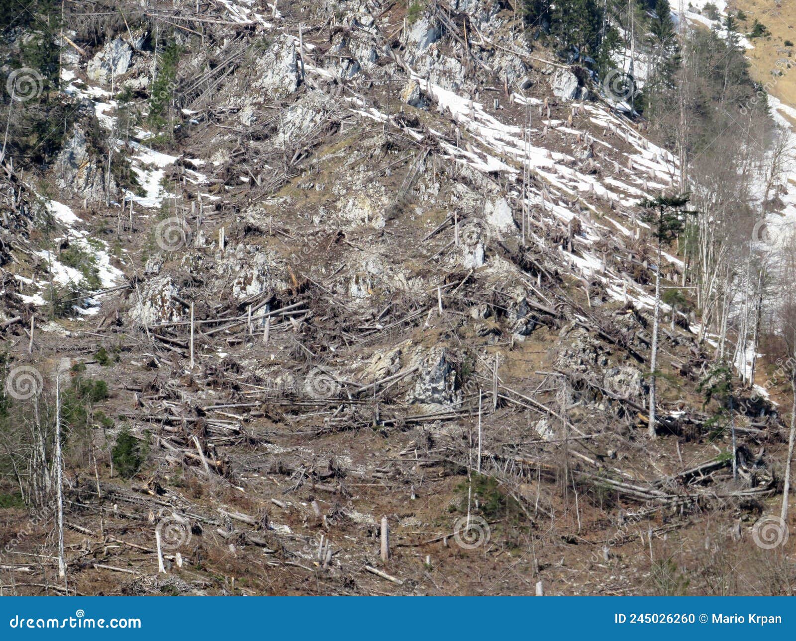 Remains of Broken Trees and Destroyed Forests after a Devastating ...