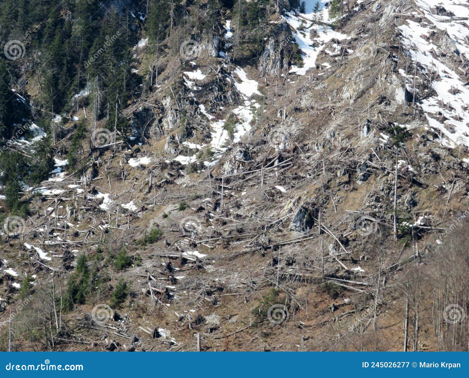 Remains of Broken Trees and Destroyed Forests after a Devastating ...