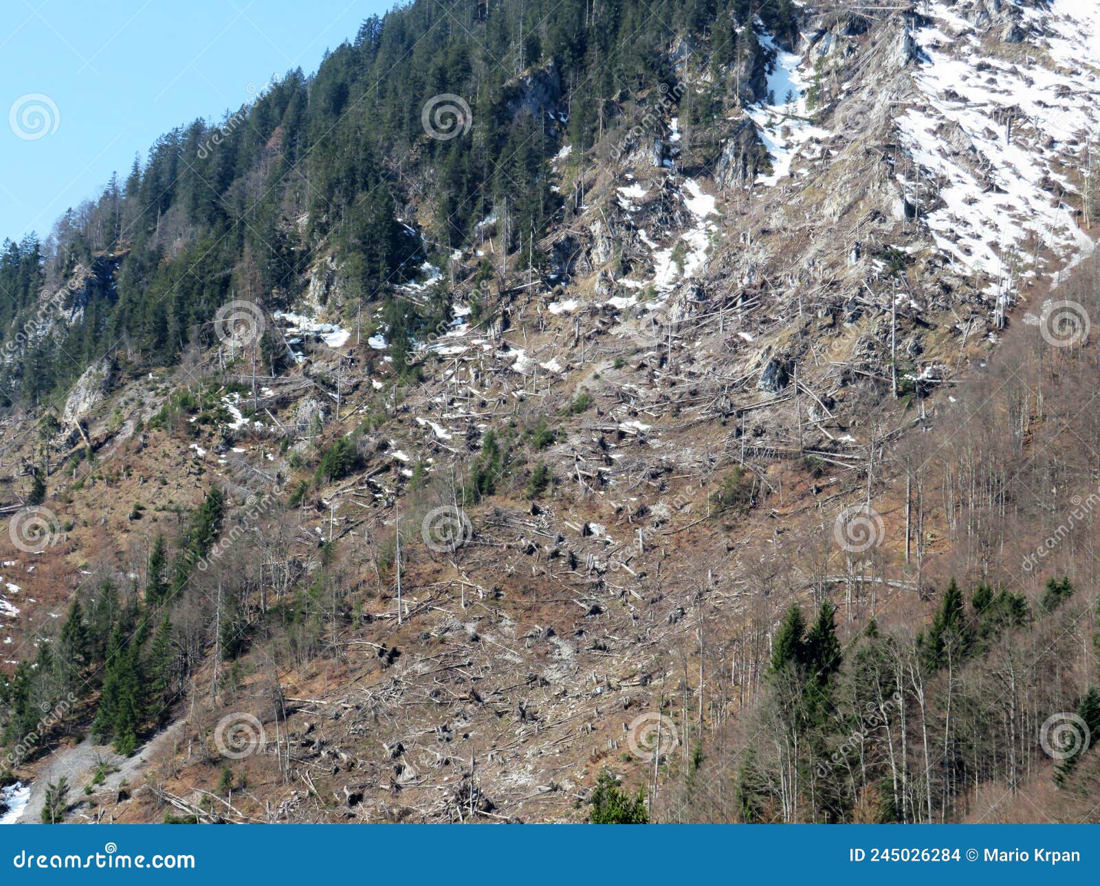 Remains of Broken Trees and Destroyed Forests after a Devastating ...