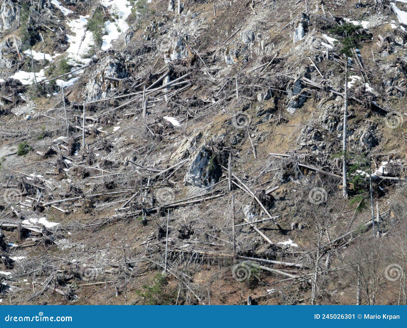 Remains of Broken Trees and Destroyed Forests after a Devastating ...