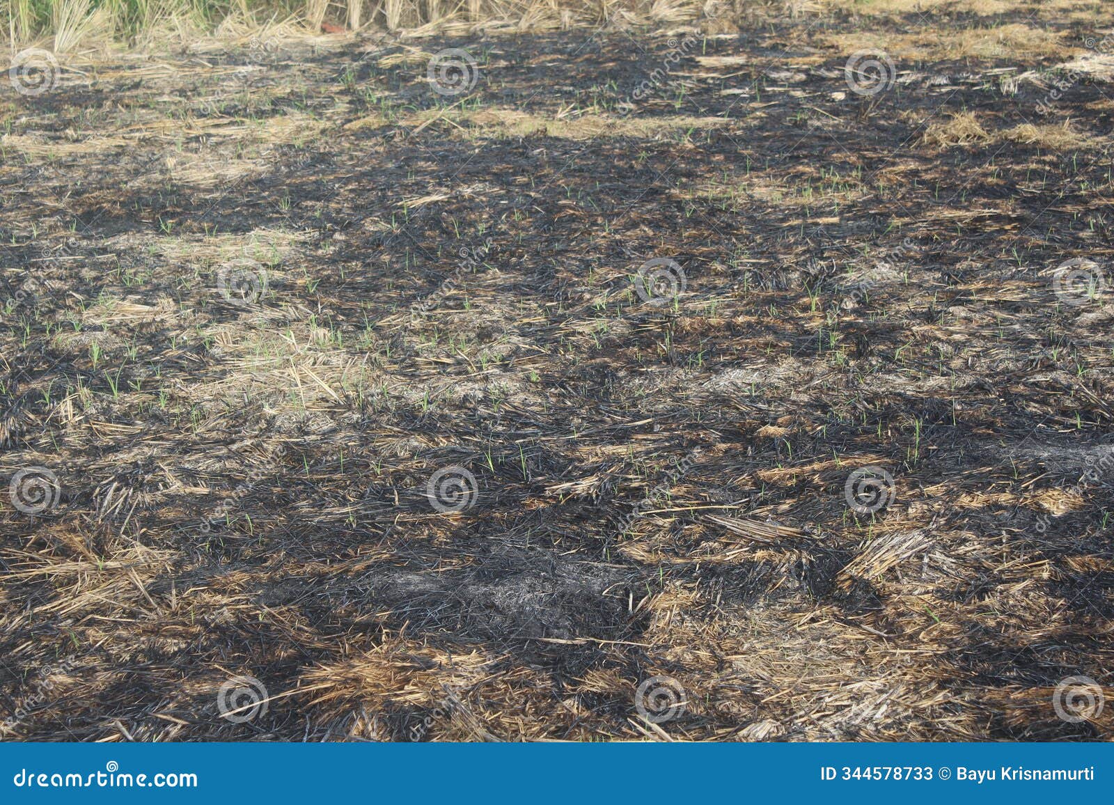 The Remains of Burning in the Rice Fields that Were Burned after the ...