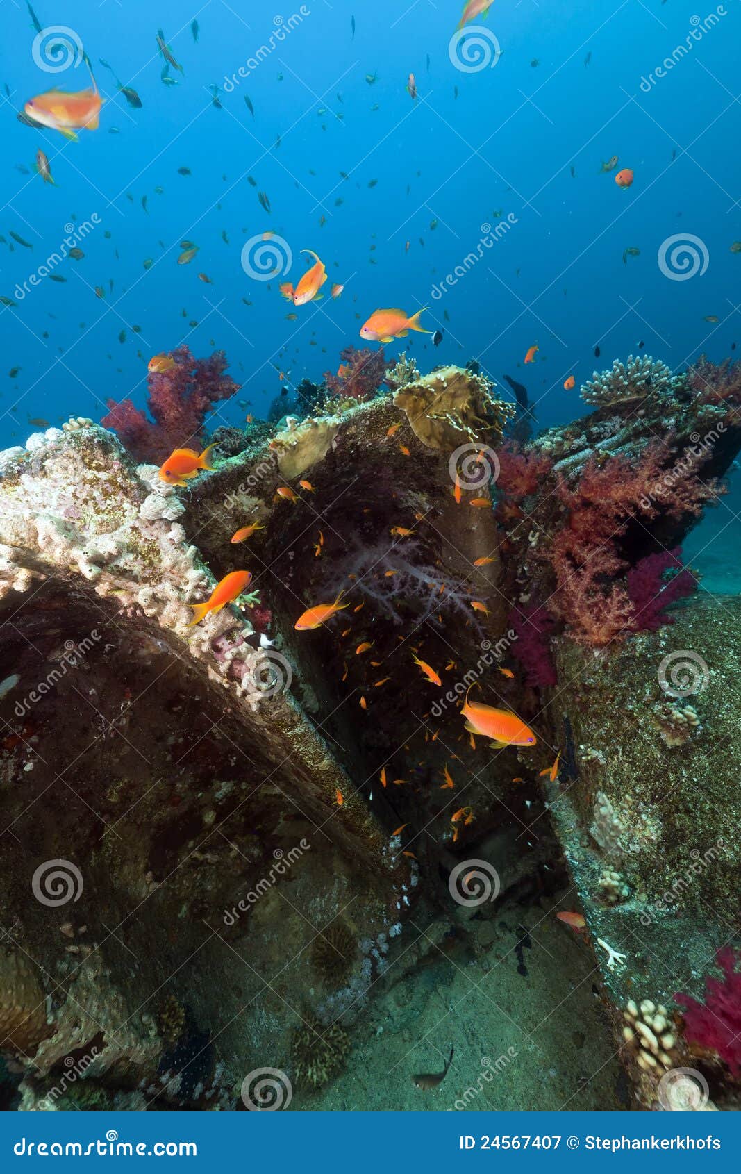 Remains and Cargo of the Yolanda in the Red Sea. Stock Image - Image of ...