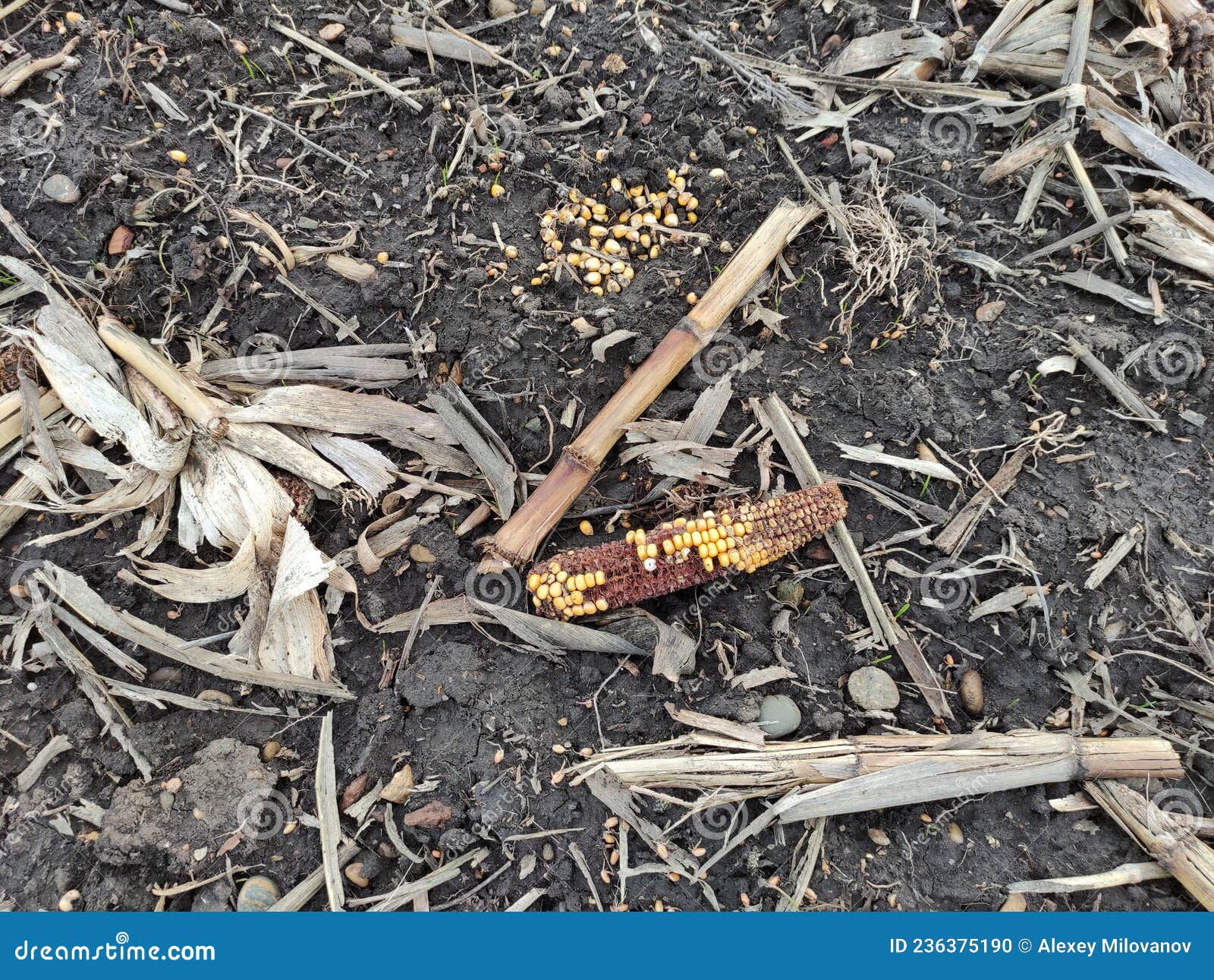 Remains of Corn in Field, after Harvesting Stock Photo - Image of crop ...