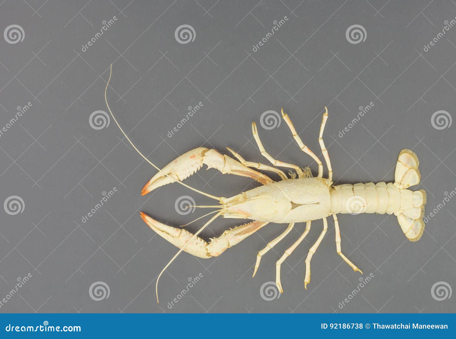 The Remains of the Crayfish Molt Isolated on Isolated on Gray ...