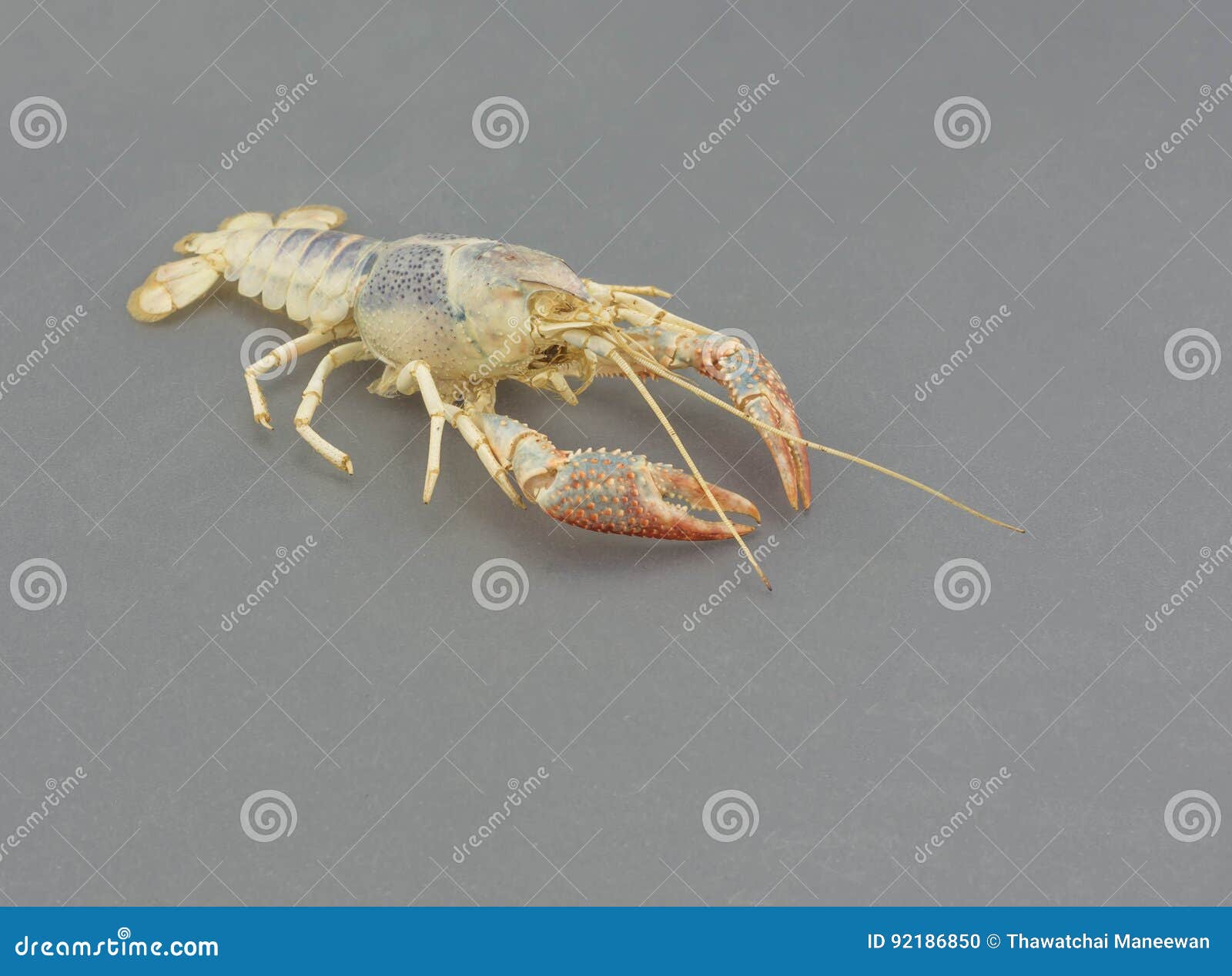 The Remains of the Crayfish Molt Isolated on Isolated on Gray ...