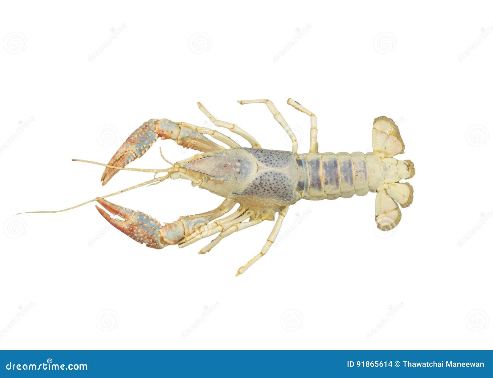 The Remains of the Crayfish Molt on White Background . Stock Photo ...