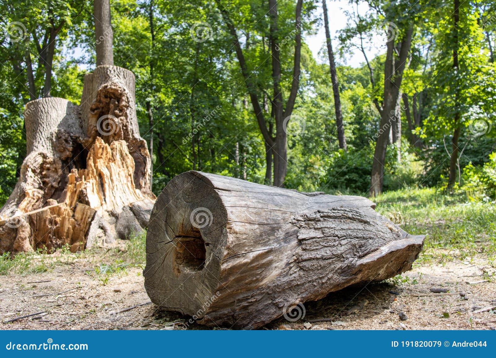 Remains after Cutting Down Trees in the Forest. Stock Image - Image of ...