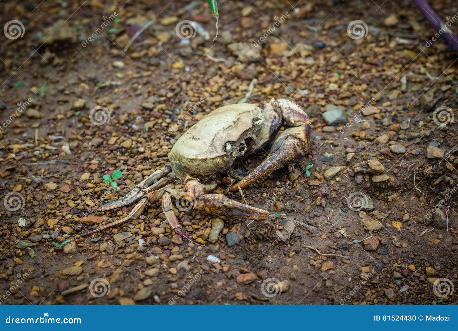 Remains of dead crab stock photo. Image of macro, pincers - 81524430