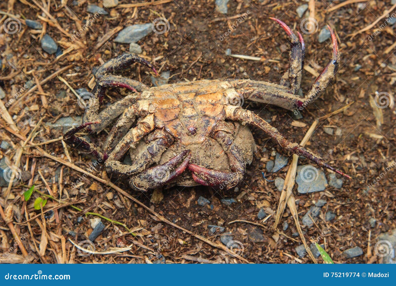 Remains of dead crab stock photo. Image of thailand, natural - 75219774