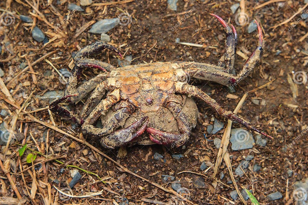 Remains of dead crab stock photo. Image of thailand, natural - 75219774