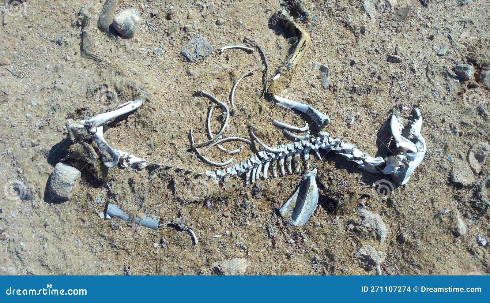 The Remains of a Dead Dog S Bones in the Arid Desert Stock Photo ...