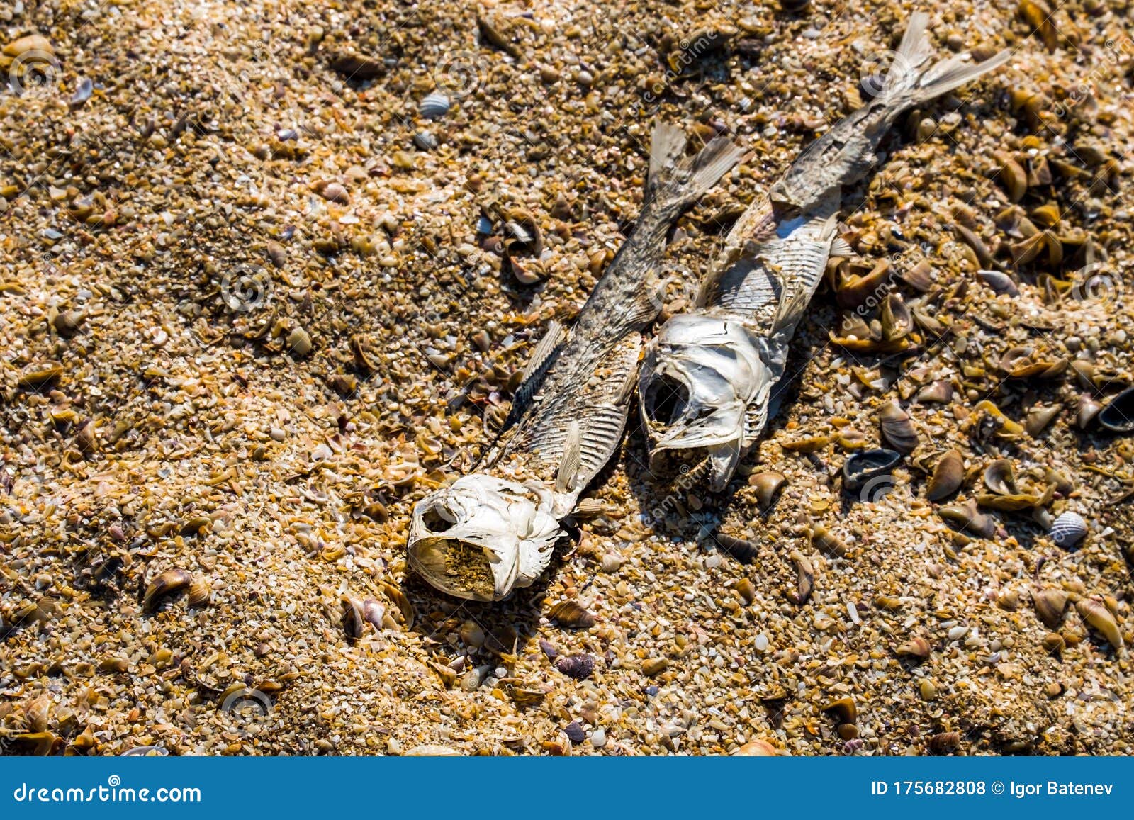 The Remains of Dead Fish on the Beach. Stock Photo - Image of mortality ...