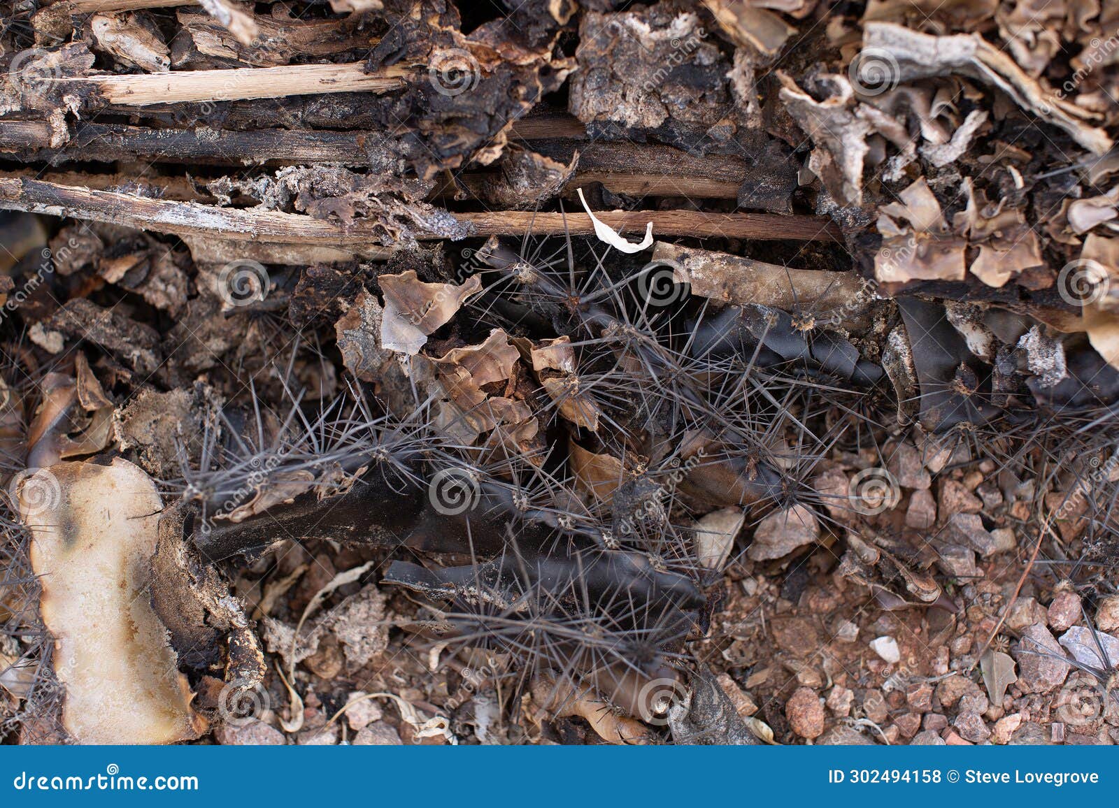 Remains of Dead Saguaro Cactus Stock Photo - Image of canyon, arizona ...