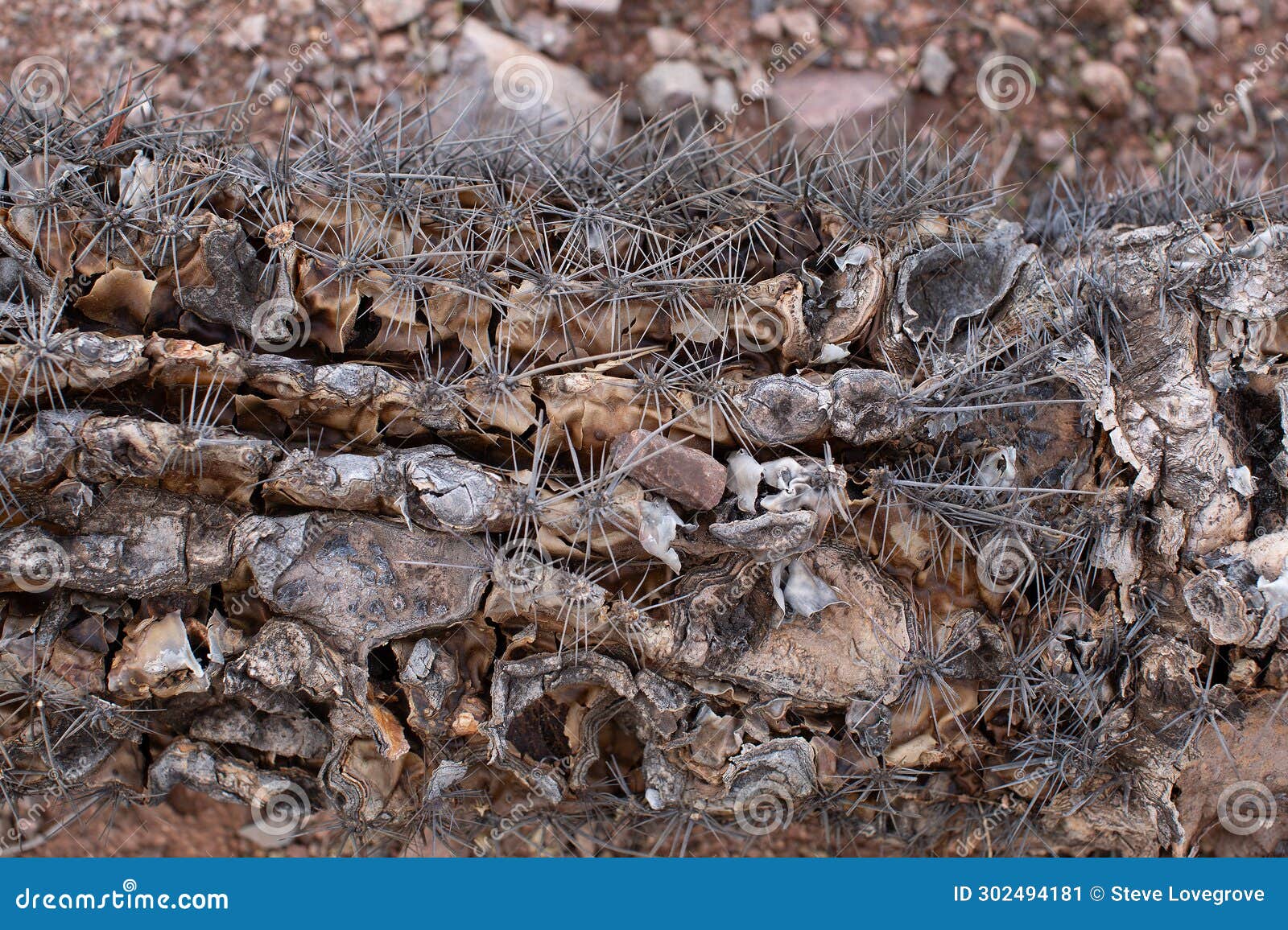Remains of Dead Saguaro Cactus Stock Image - Image of echo, botanical ...