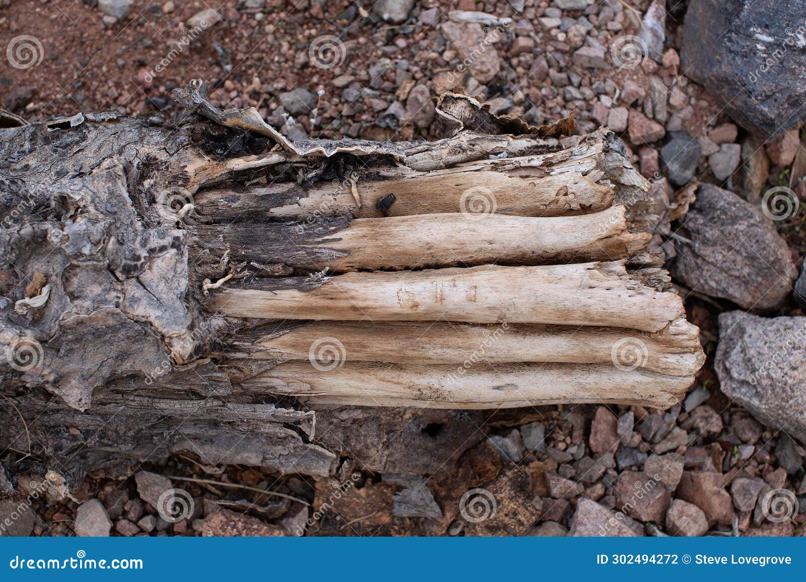 Remains of Dead Saguaro Cactus Stock Photo - Image of stress ...