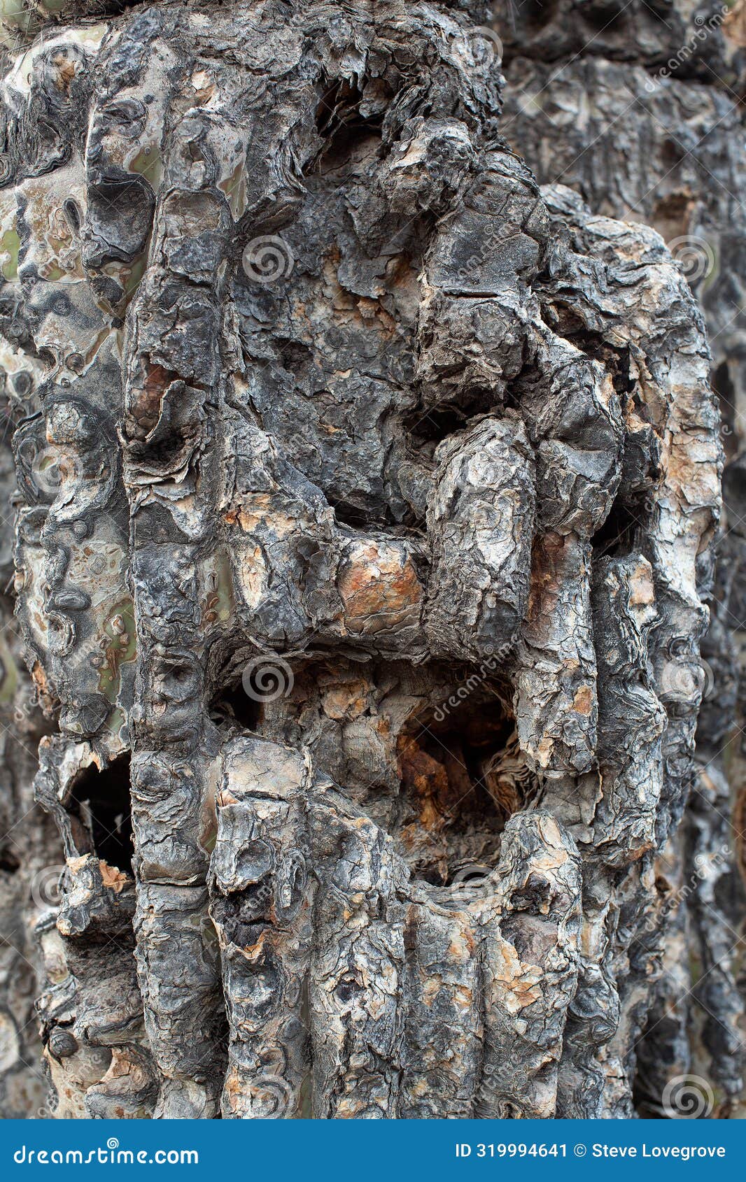 Remains of Dead Saguaro Cactus Stock Image - Image of plants ...