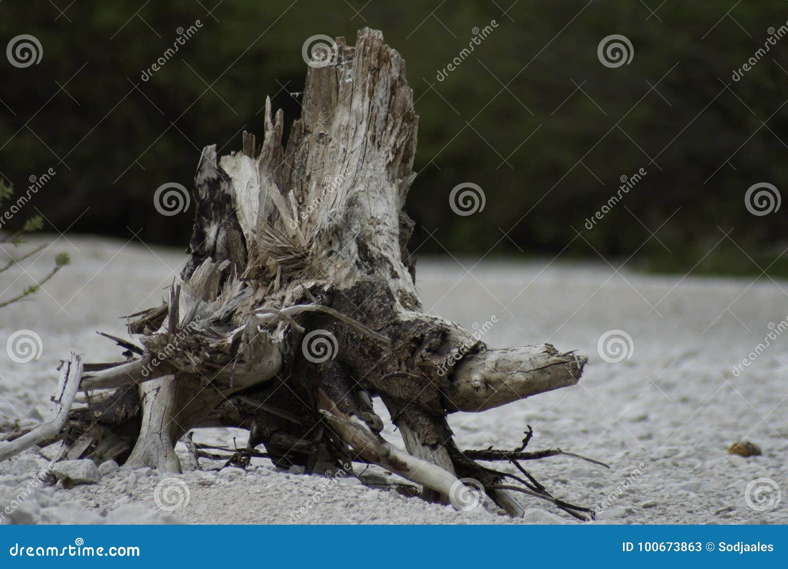 Roots stock image. Image of chennel, trhe, life, rivers - 100673863