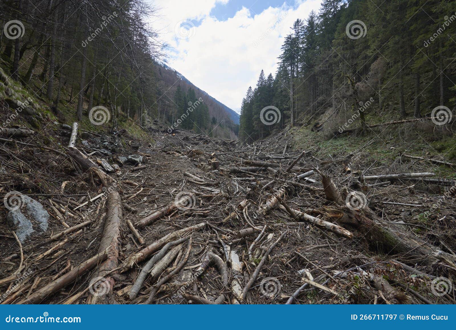The Remains of a Destroyed Forest because of the Avalanches, Floods and ...