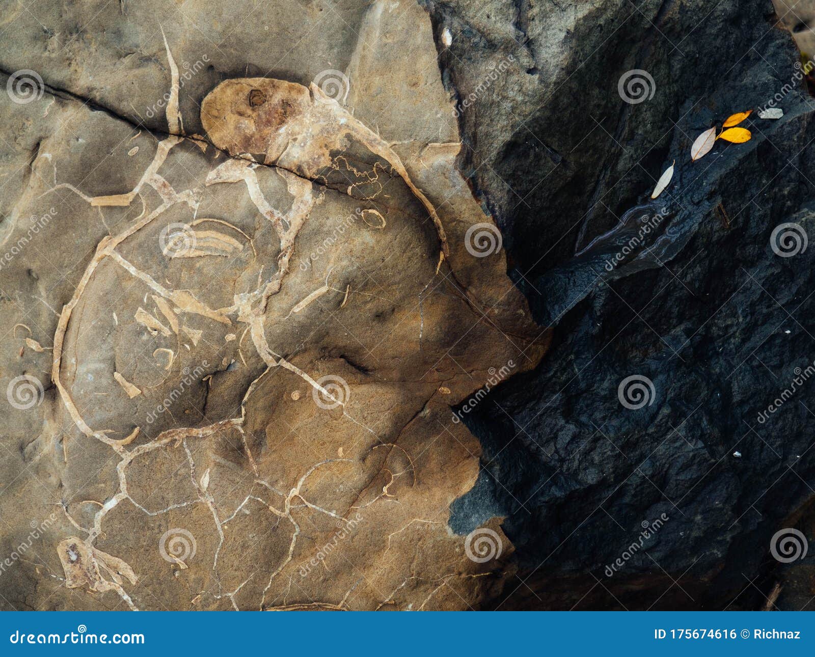 Remains of Extinct Cephalopods Ammonites. Traces of Shell in the Rock ...