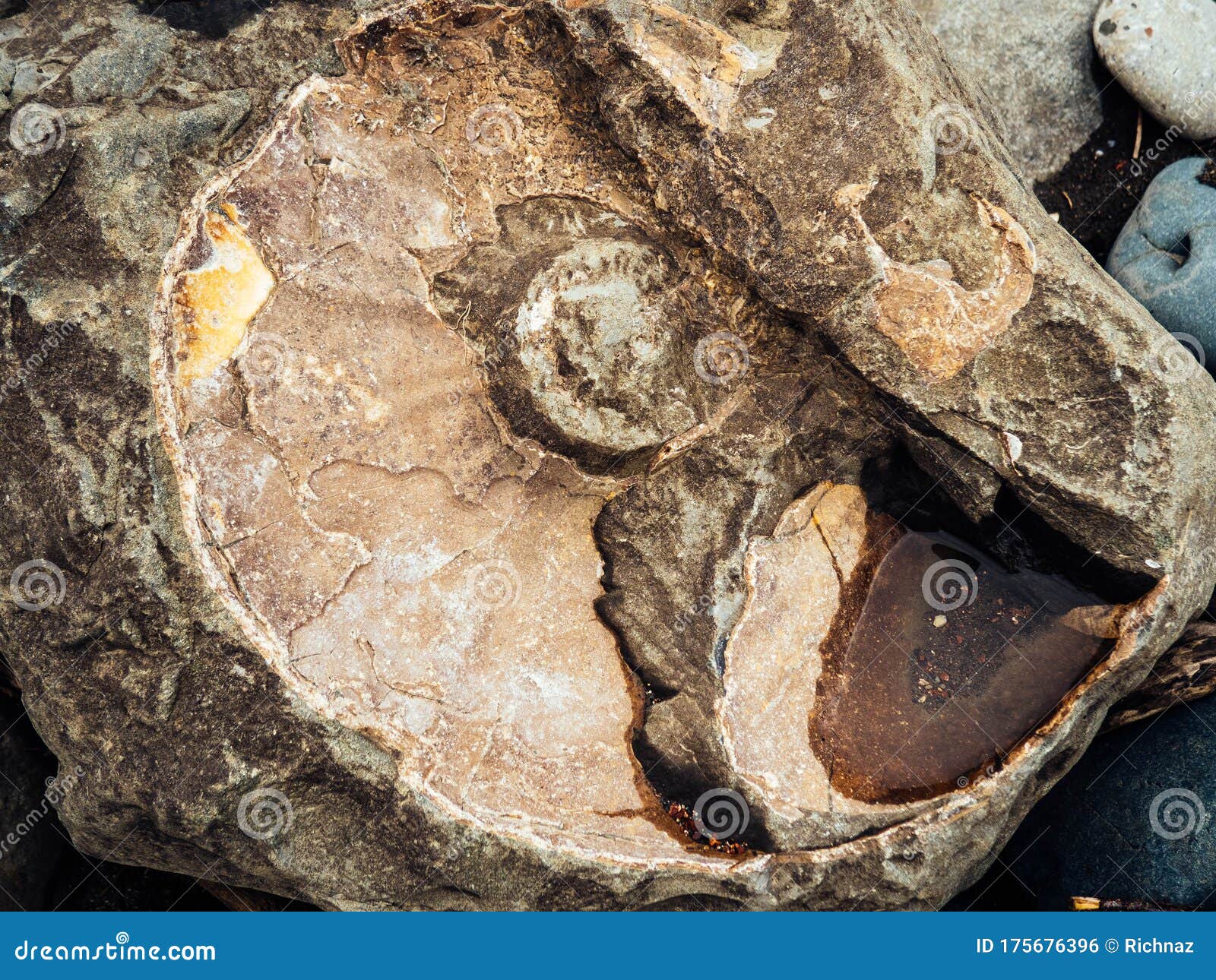 Remains of Extinct Cephalopods Ammonites. Traces of Shell in the Rock ...