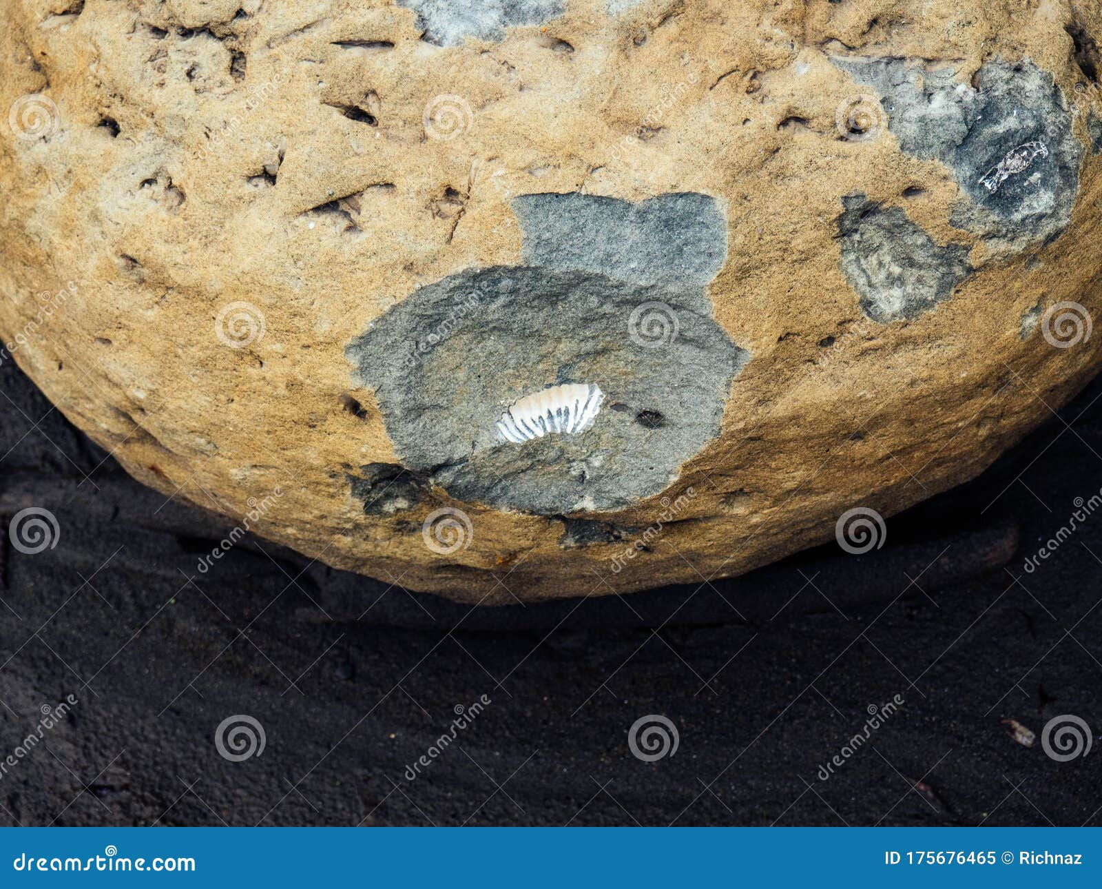 Remains of Extinct Cephalopods Ammonites. Traces of Shell in the Rock ...