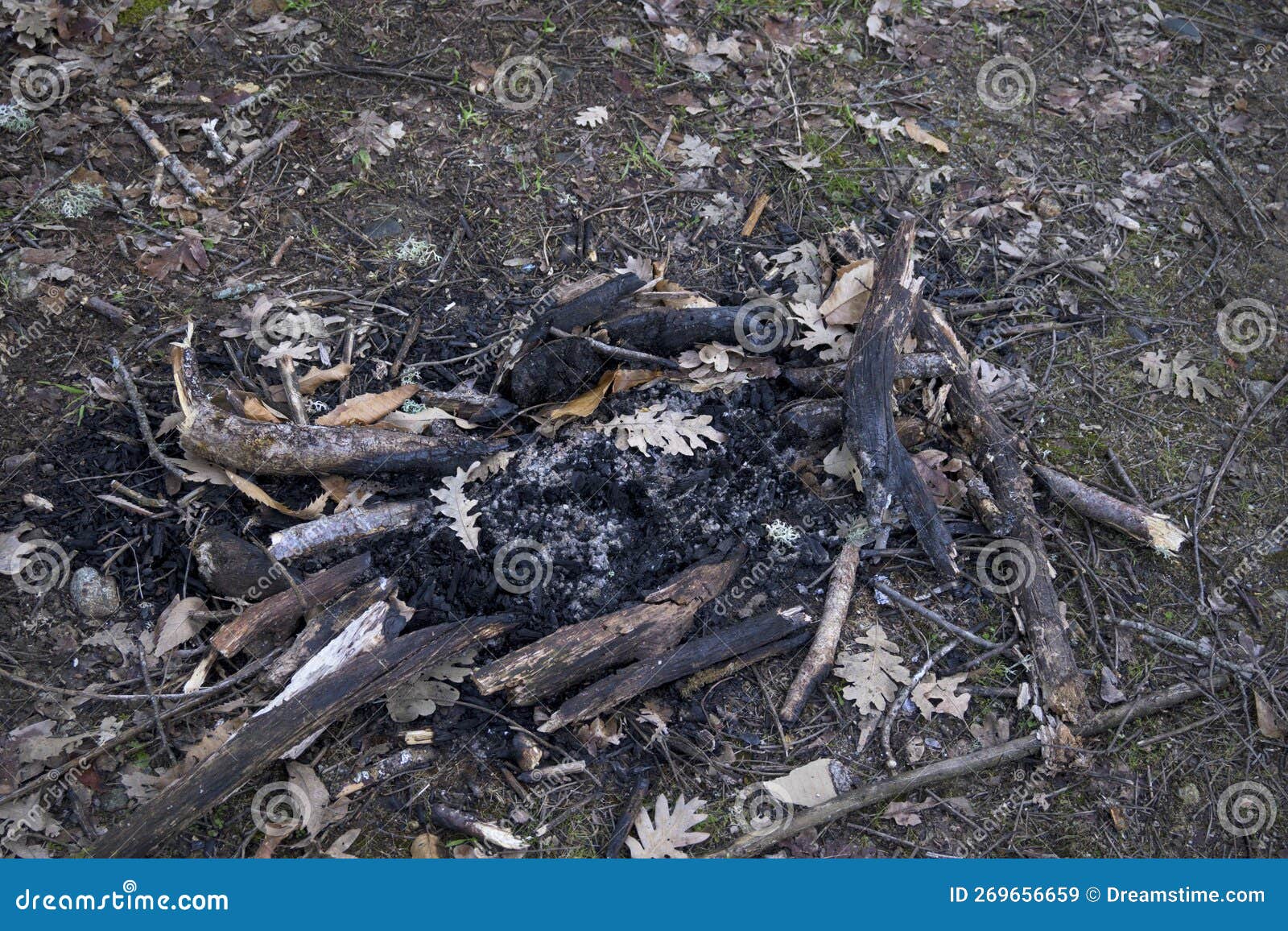 Remains of Extinguished Bonfire with Small Sticks on Forest Floor Stock ...