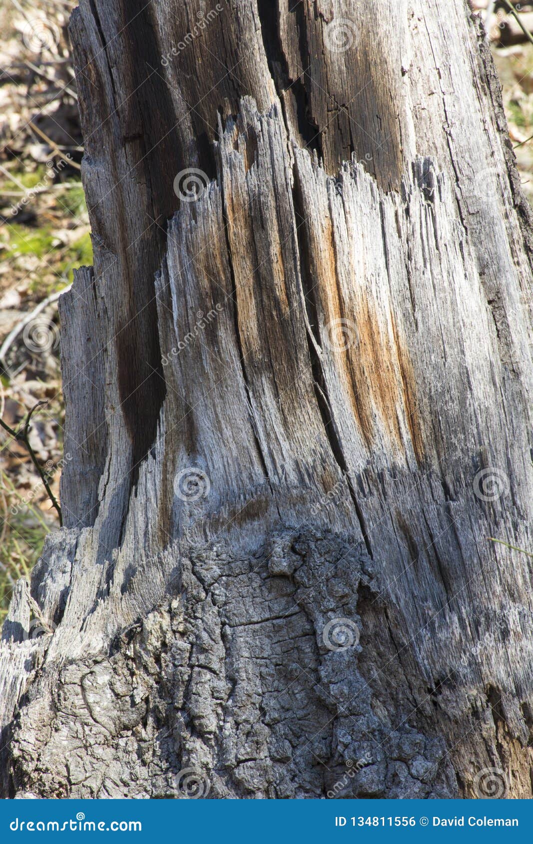 Fallen Tree Remains in Forest Stock Photo - Image of forest, bark ...