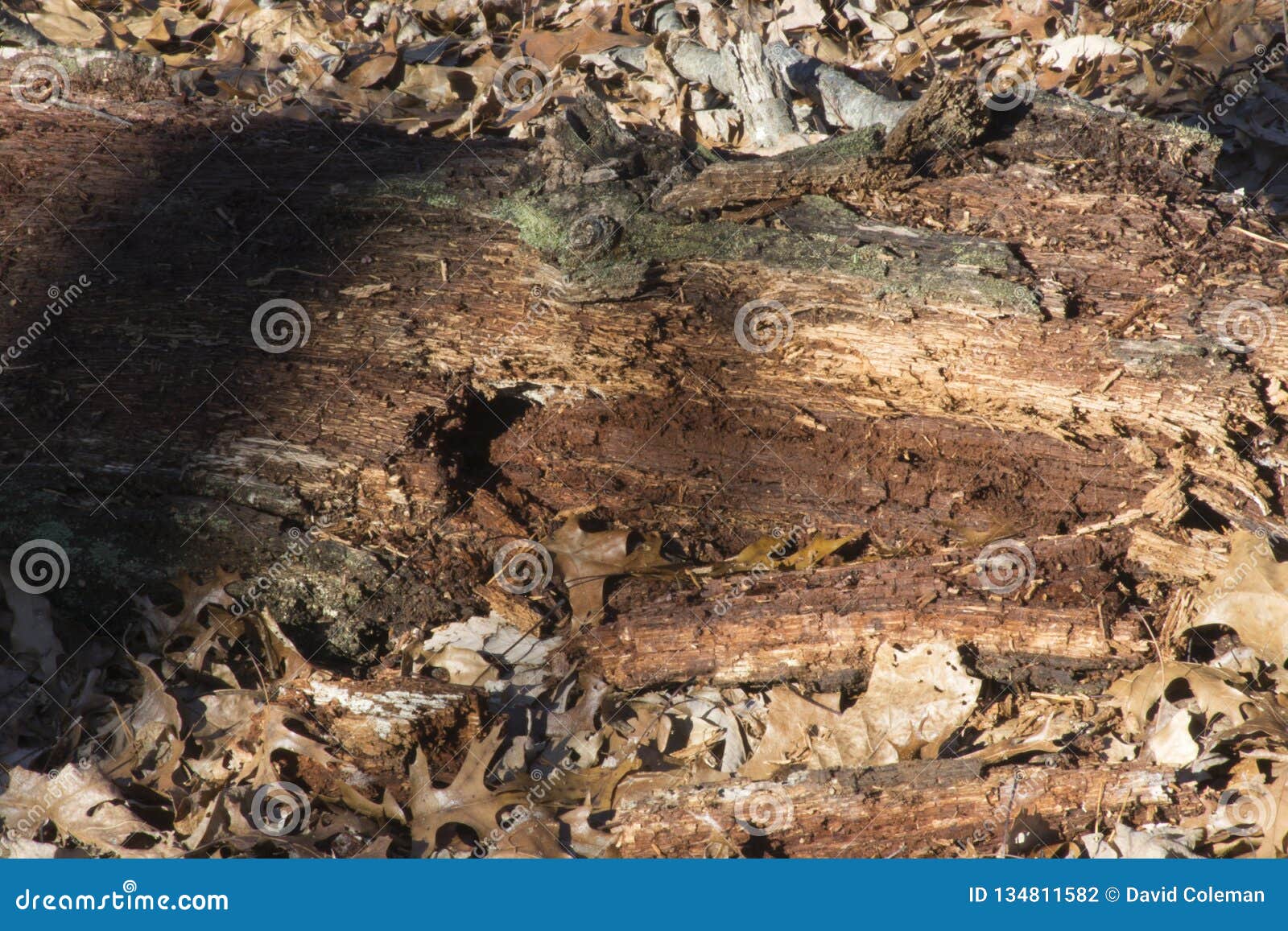 Fallen Tree Remains in Forest Stock Photo - Image of fallen, broken ...
