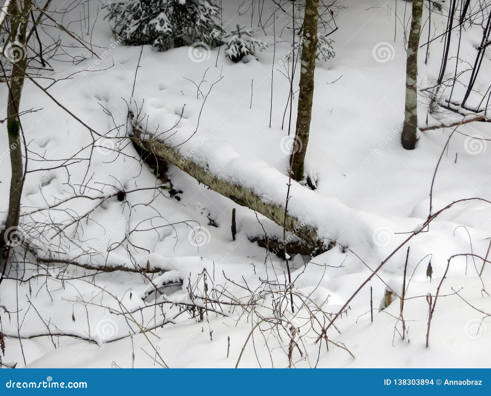 Remains of a Fallen Tree Trunk Covered with Snow in a Winter Forest ...