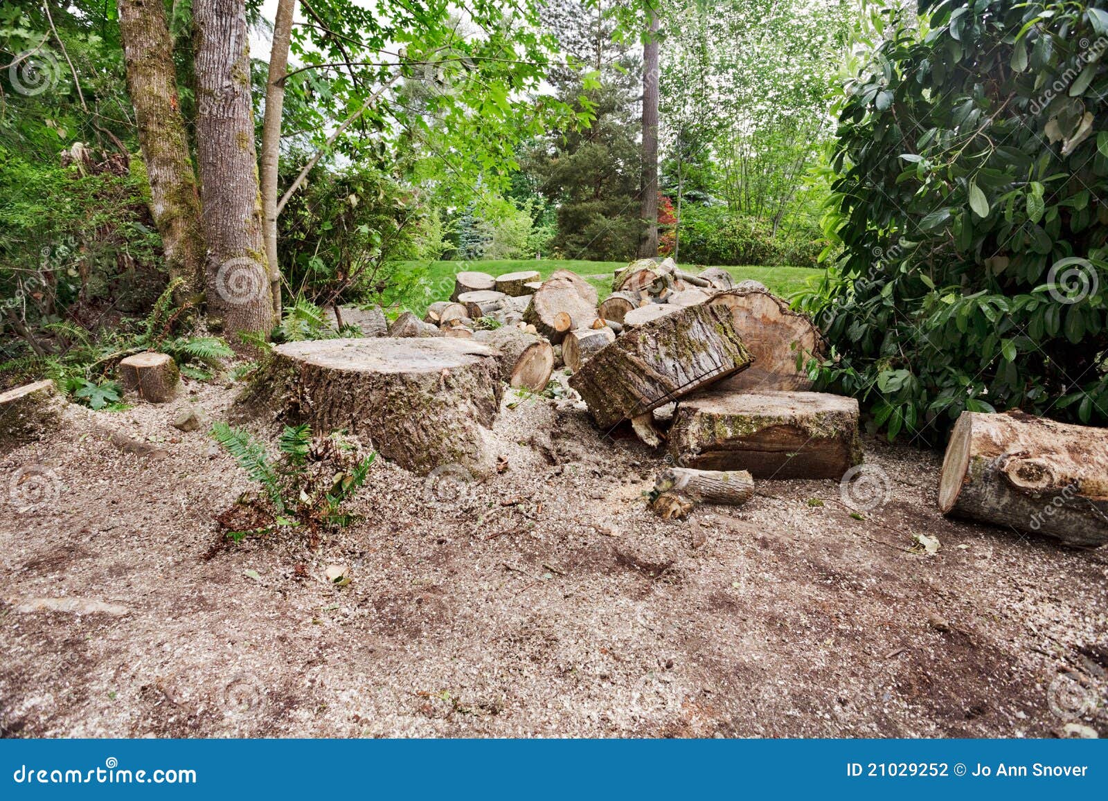 Remains of felled tree stock photo. Image of trunk, fallen - 21029252