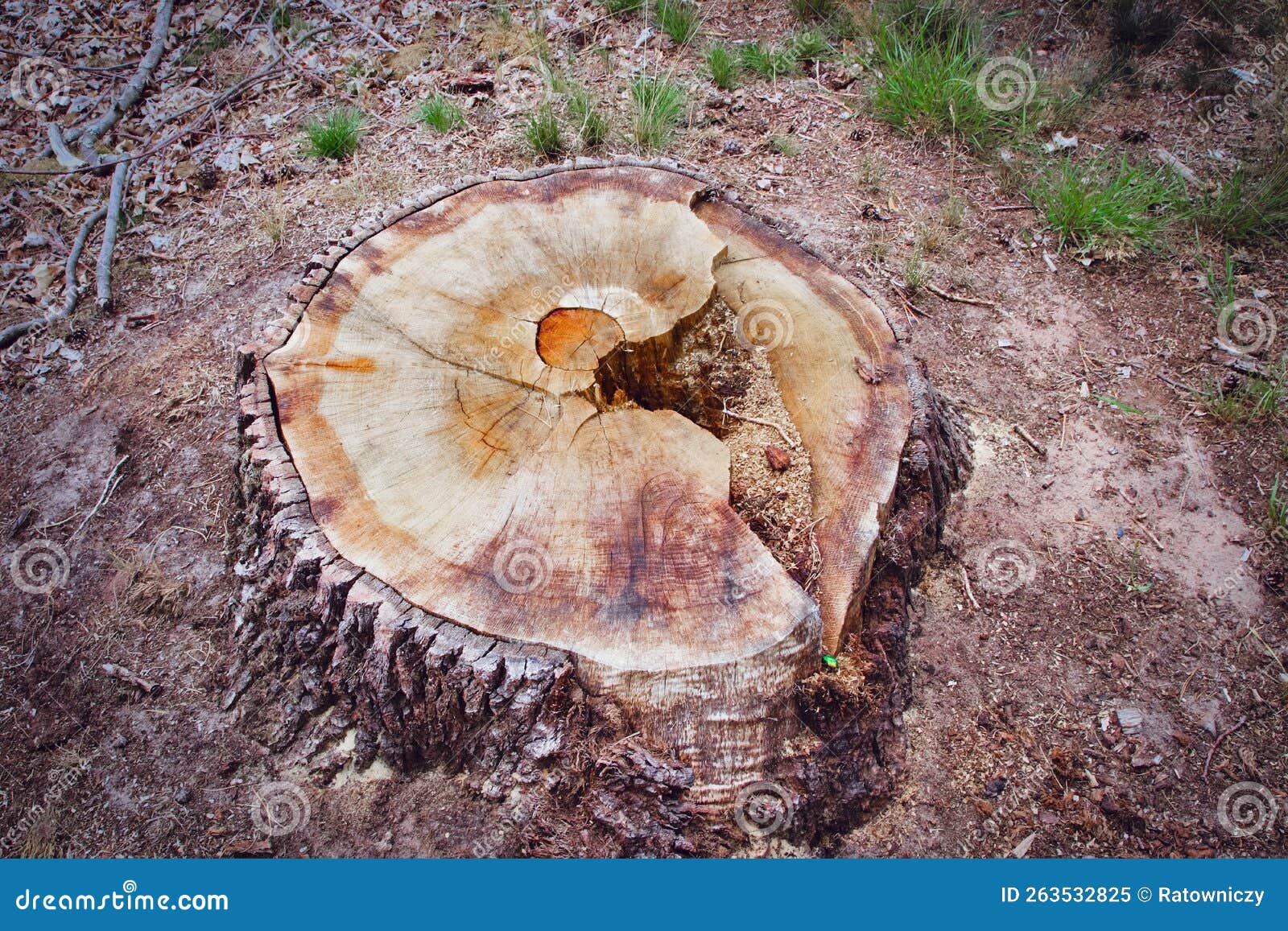 The Remains of a Felled Tree - a Tree Trunk Stock Image - Image of ...