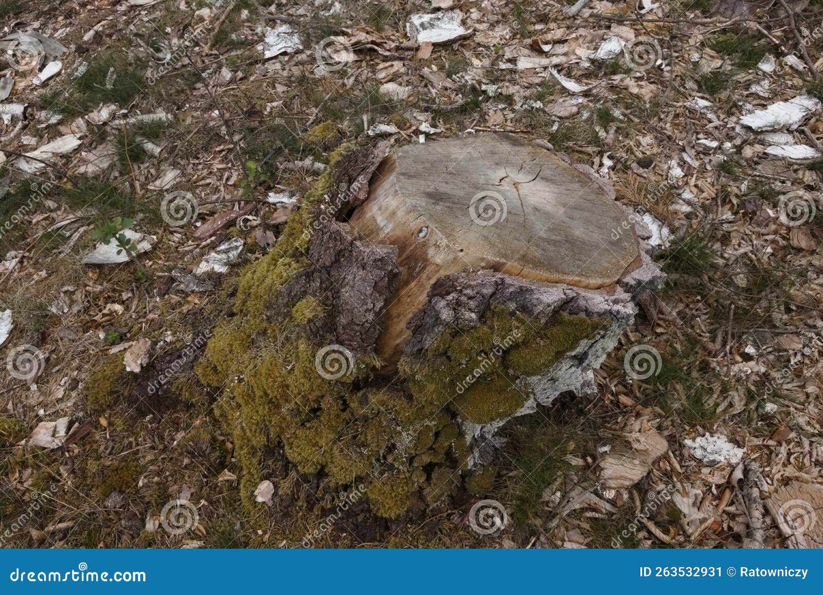 The Remains of a Felled Tree - a Tree Trunk Stock Image - Image of ...