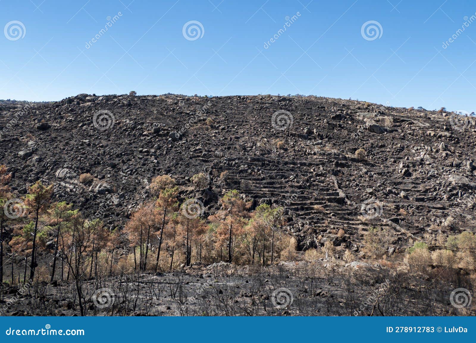 Burnt heap of forest fire stock image. Image of forest - 278912783
