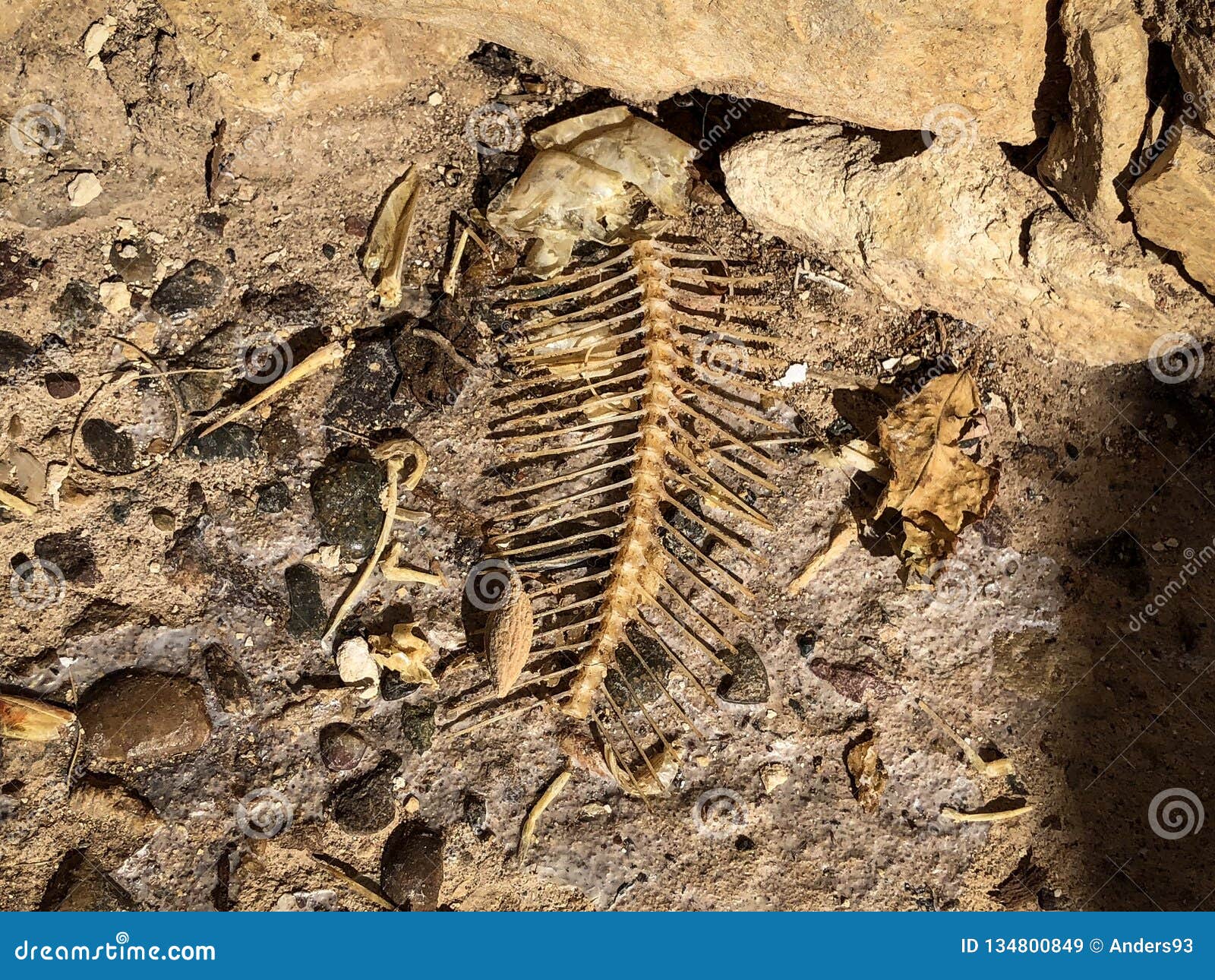 Remains of Fish Bones and Skeleton Stock Image - Image of rest, remains ...