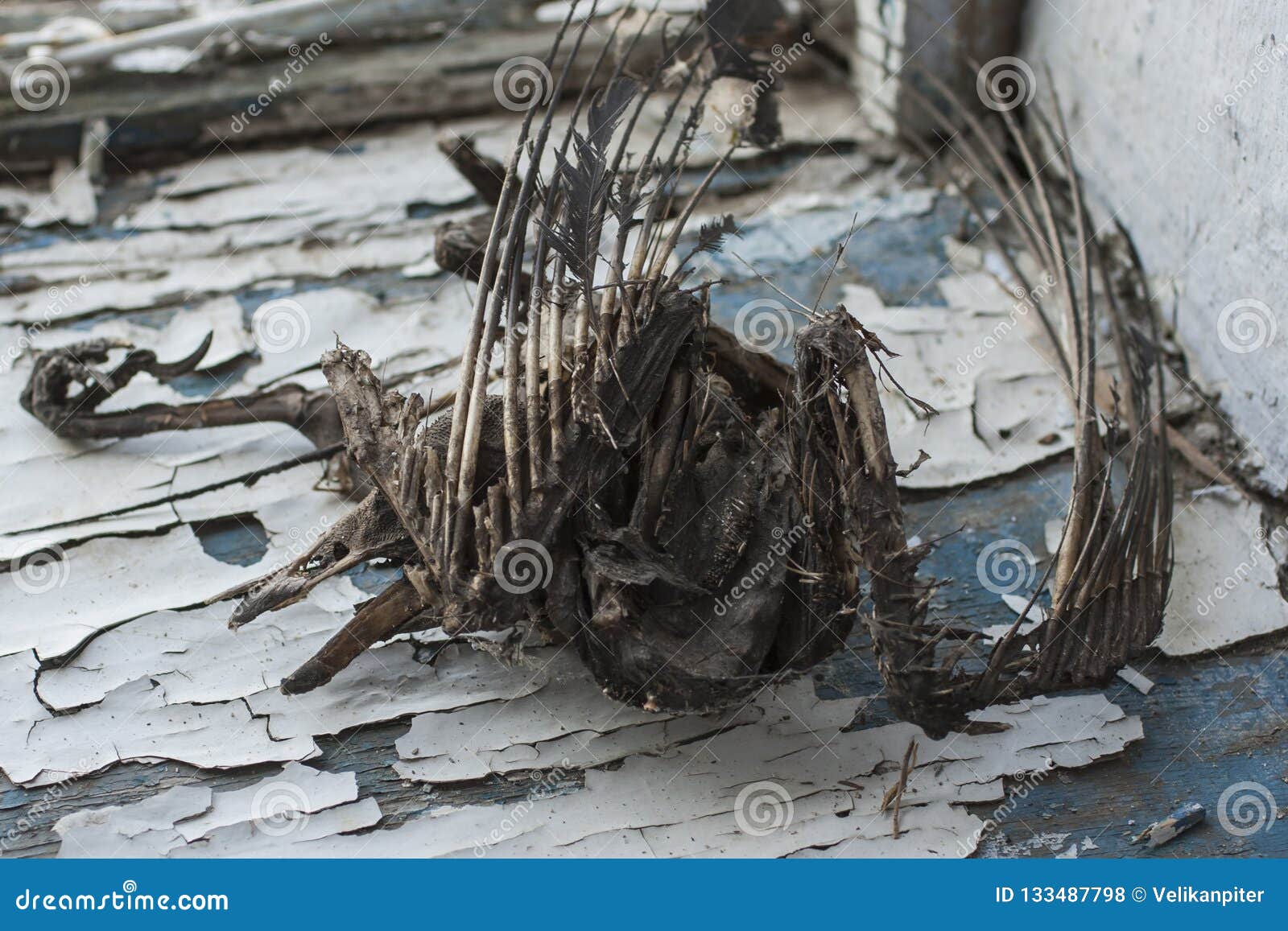 Dead Bird. Dead Crow on the Windowsill. Stock Photo - Image of kill ...