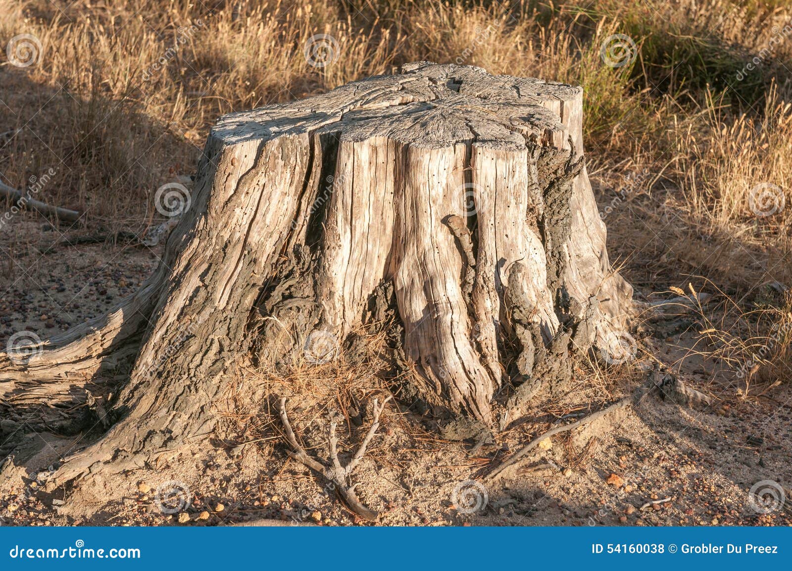 Remains of an Old Tree Stump Stock Photo - Image of morning, early ...