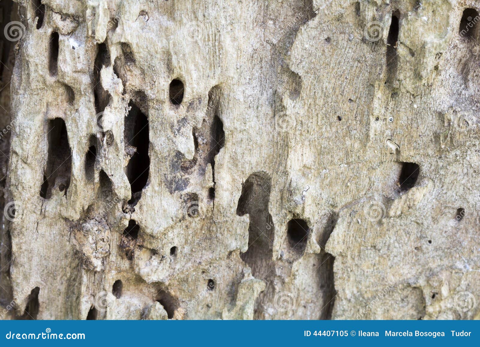 Remains of an Old Tree Trunk without Bark Tree Eaten by Wood Worms ...