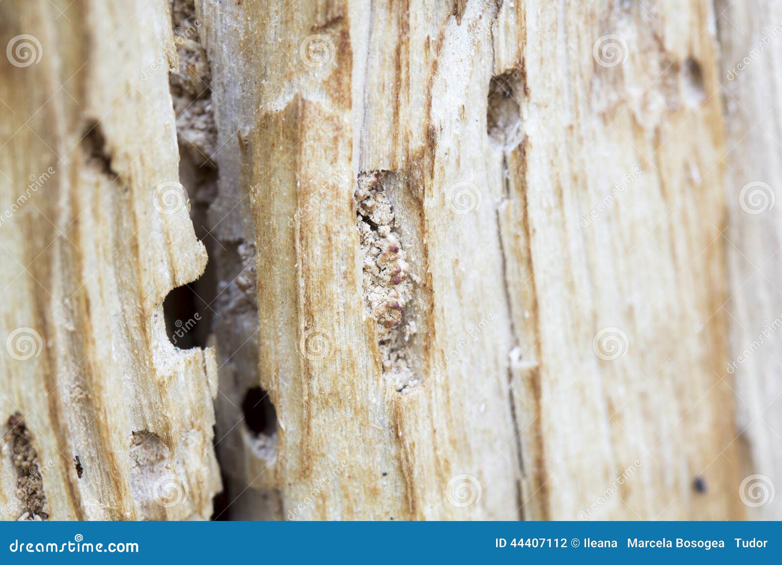 Remains of an Old Tree Trunk without Bark Tree Eaten by Wood Worms ...